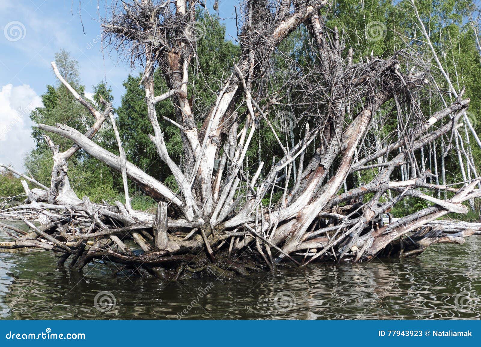 Root of the Old Fallen Tree in the River Stock Image - Image of cloud ...