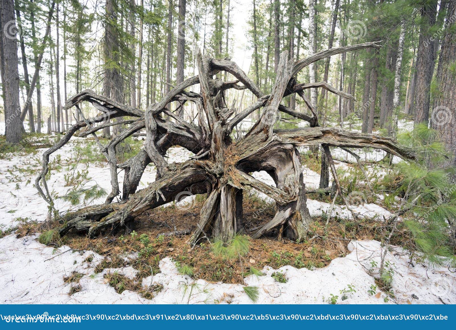 The Root of an Old Fallen Tree Stock Image - Image of windbreak, root ...