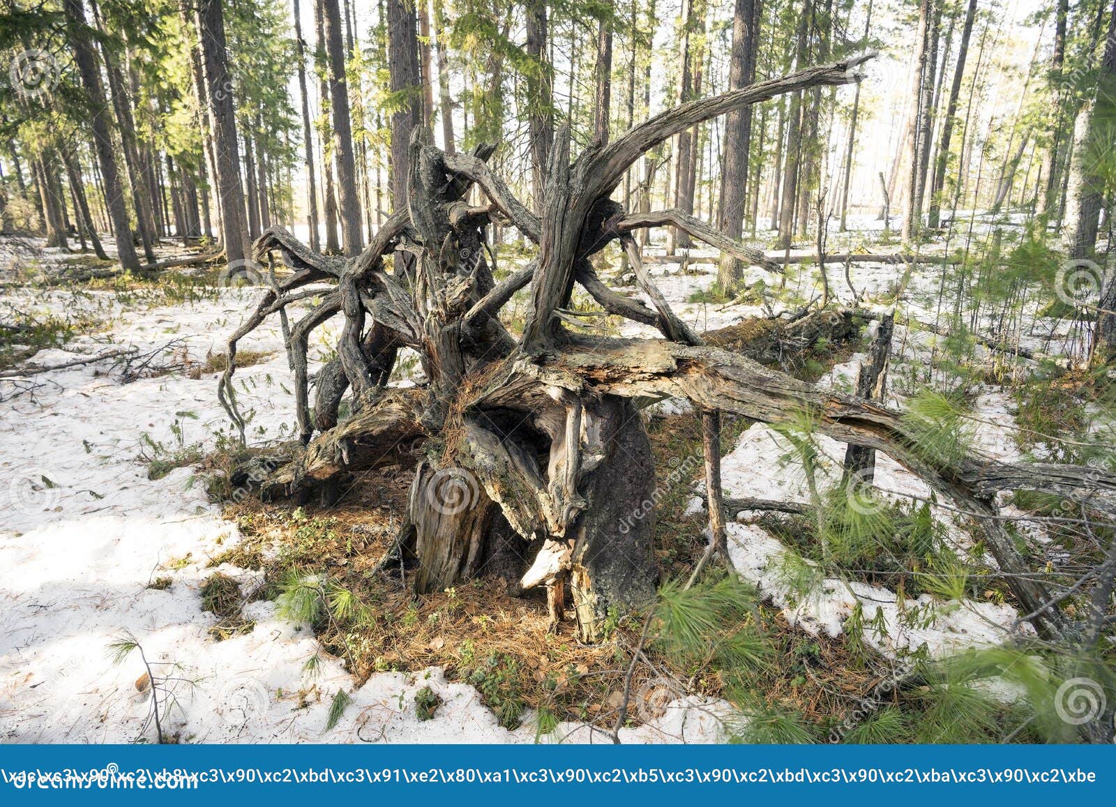 The Root of an Old Fallen Tree Stock Photo - Image of pine, ecology ...