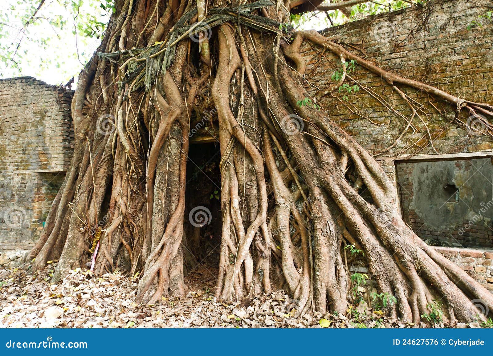 Root of old tree stock photo. Image of close, nature - 24627576