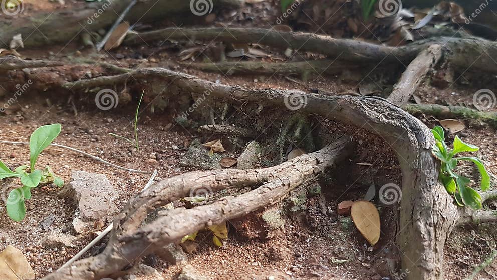 Root of an old tree stock image. Image of wood, nature - 249462333