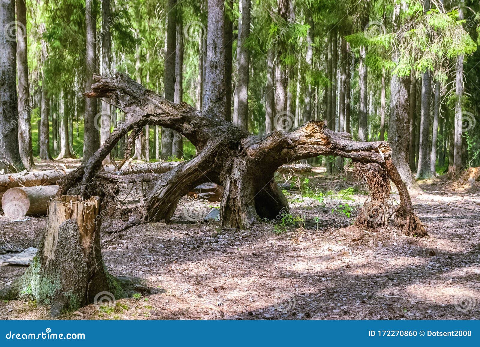 Root of an old tree stock photo. Image of cracked, horizontal - 172270860