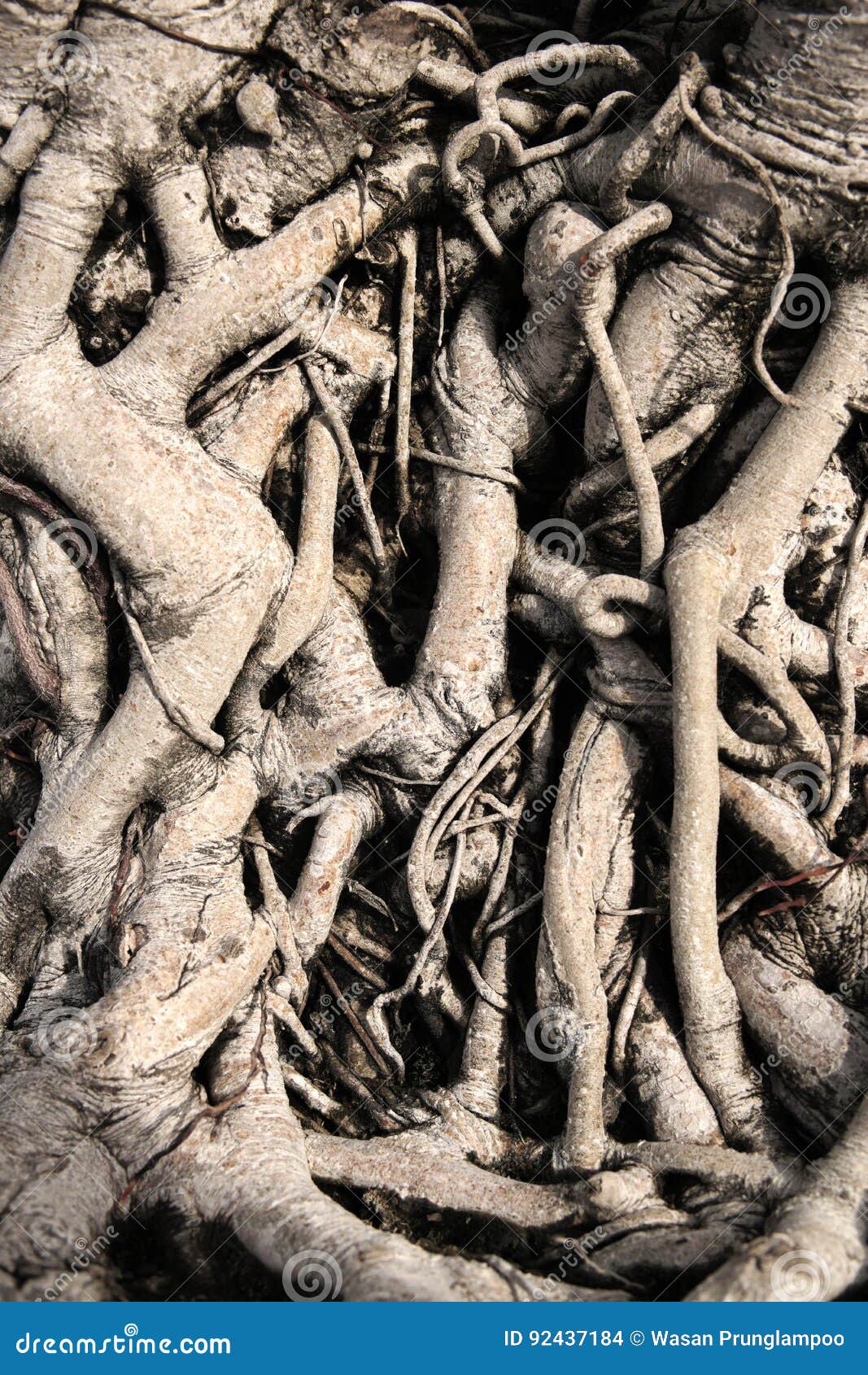Root of old tree stock photo. Image of grass, close, fresh - 92437184