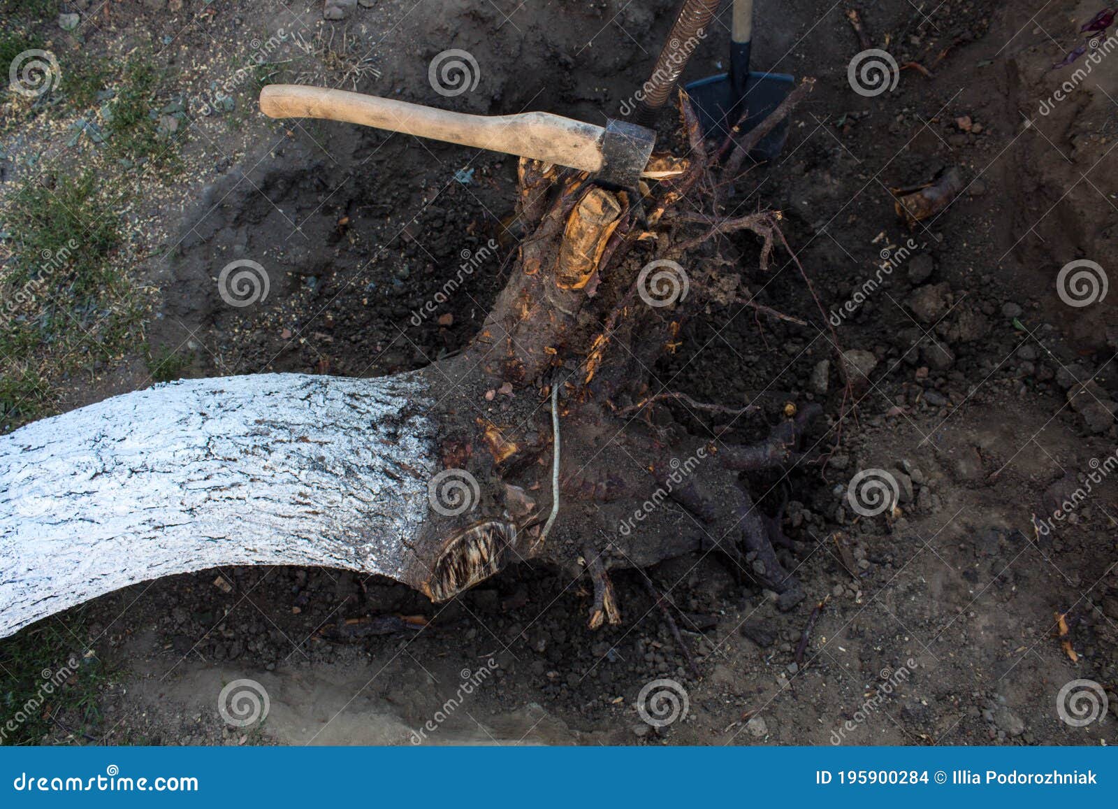 The Root of an Old Tree Tool for Work Stock Photo - Image of forest ...