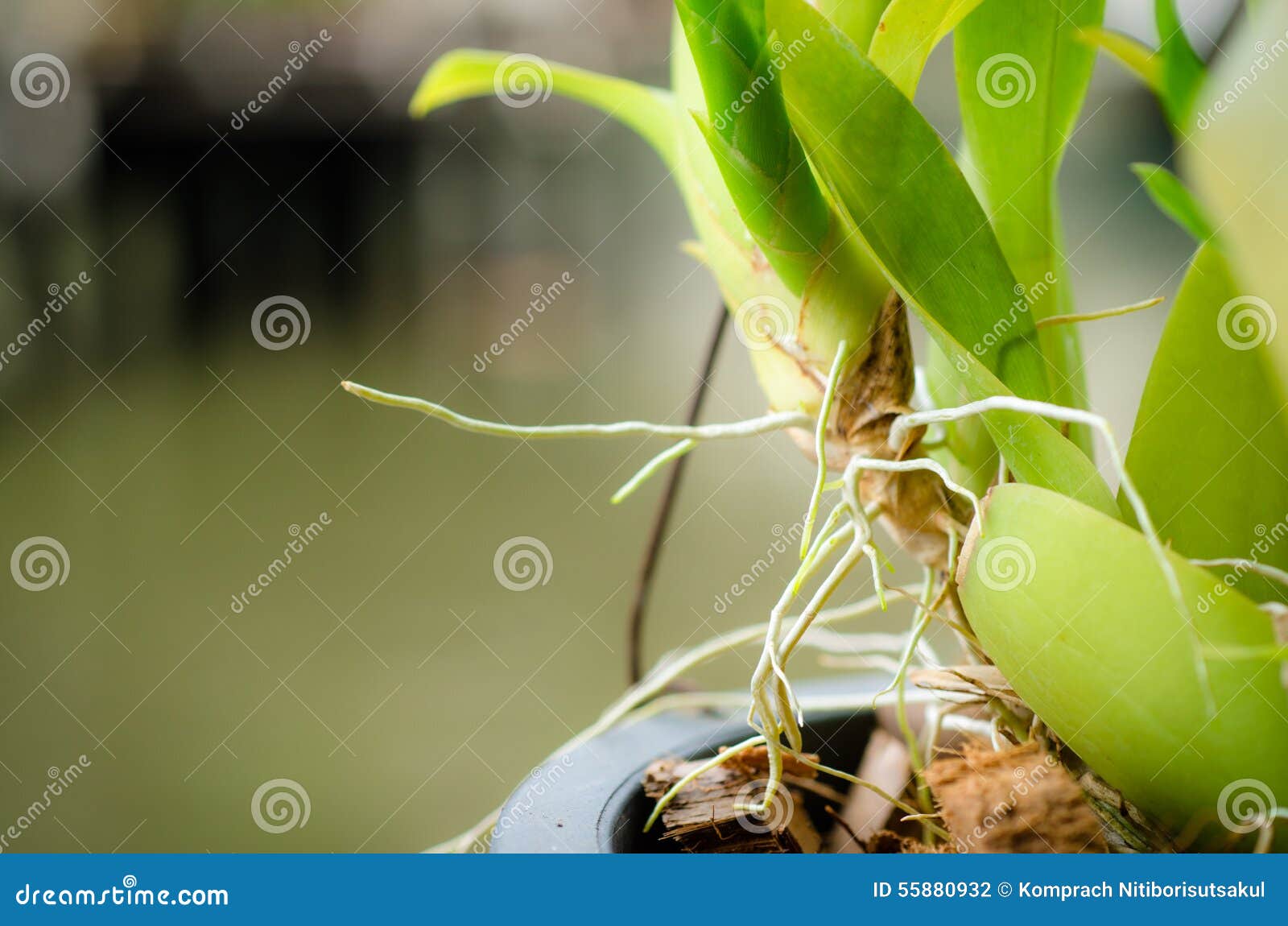 Root of orchid stock photo. Image of parasite, tree, garden - 55880932