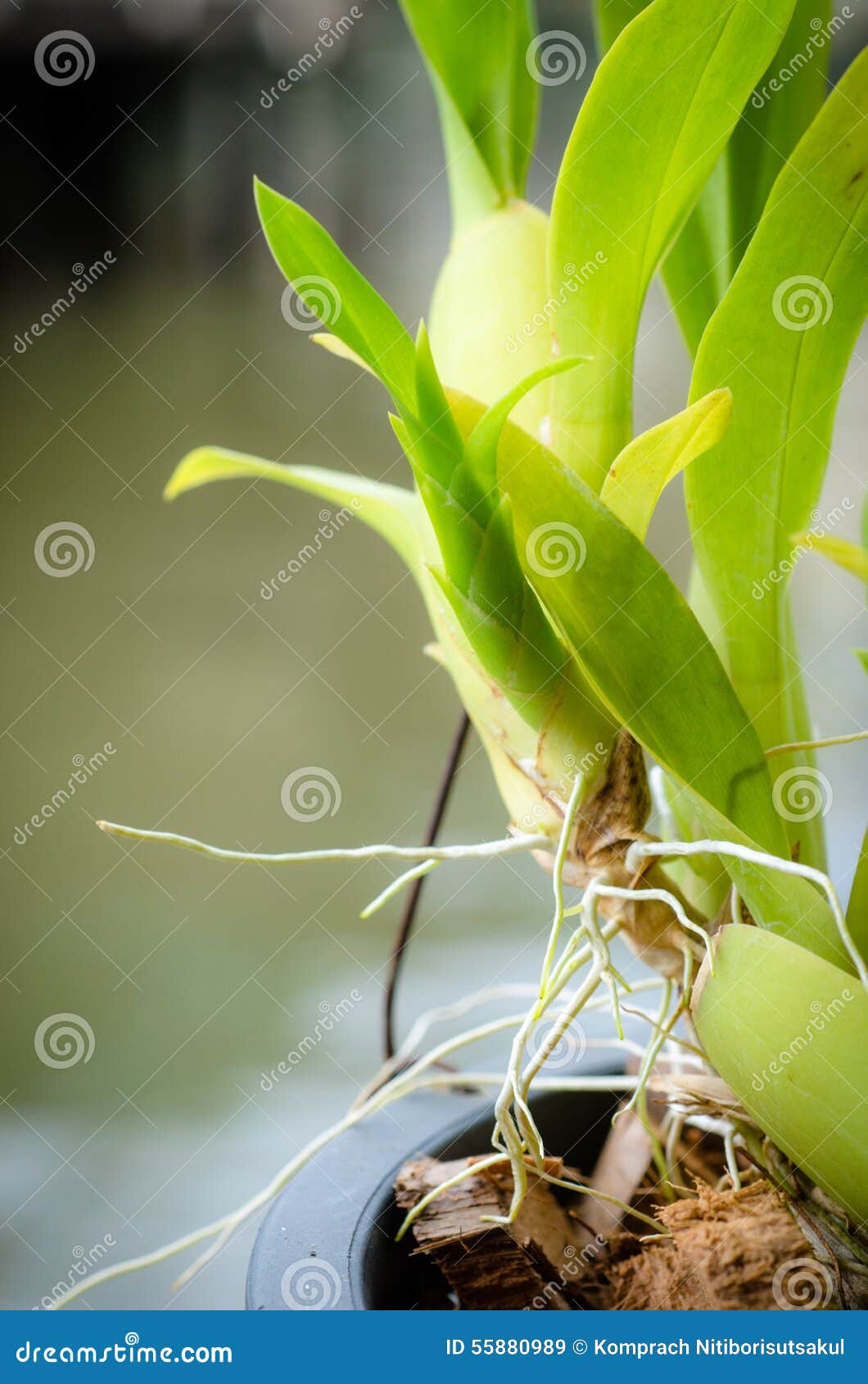 Root of orchid stock image. Image of background, grow - 55880989