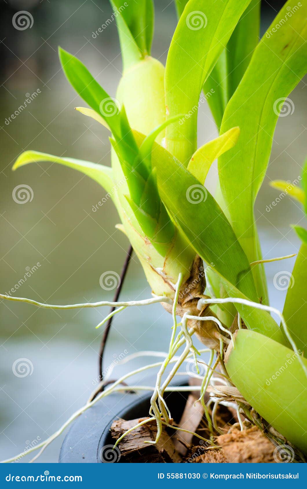 Root of orchid stock photo. Image of root, growth, orchid - 55881030