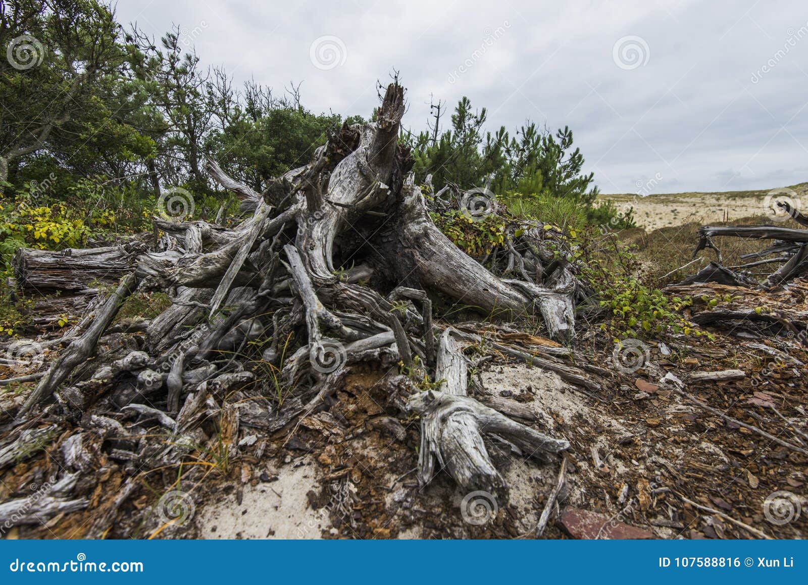 Root of dead tree stock photo. Image of outdoor, dead - 107588816