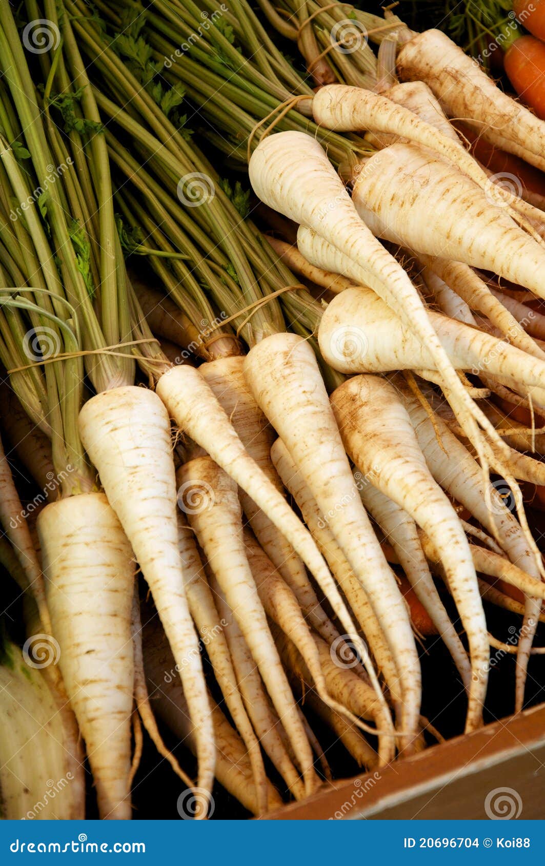 Root Parsley stock photo. Image of food, agriculture - 20696704