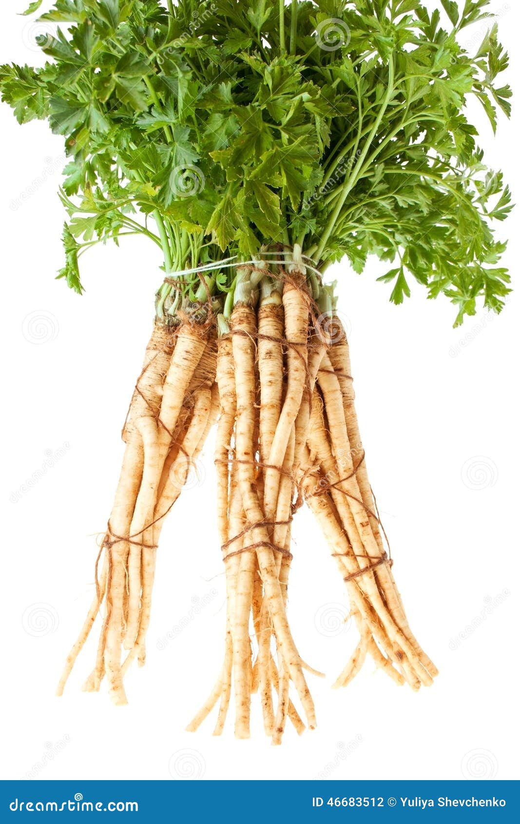Root Parsley in a Bunch stock photo. Image of groceries - 46683512
