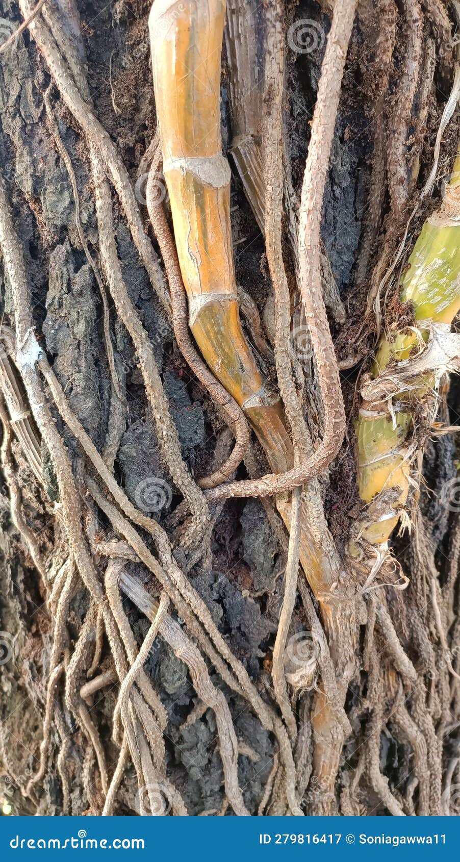 The Trunk Of A Large Handsome Tree Stock Photo | CartoonDealer.com ...