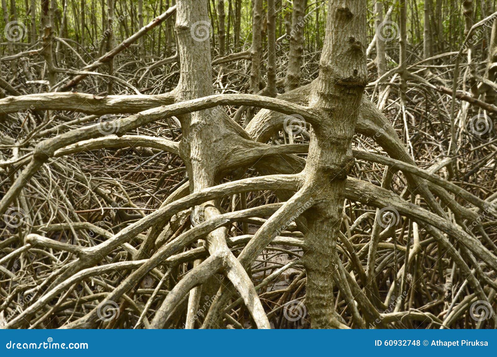 Root Pattern of Mangrove Trees Stock Photo - Image of tropical, water ...