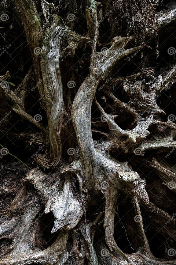 Root Patterns of a Cedar Tree Stock Image - Image of green, nature ...
