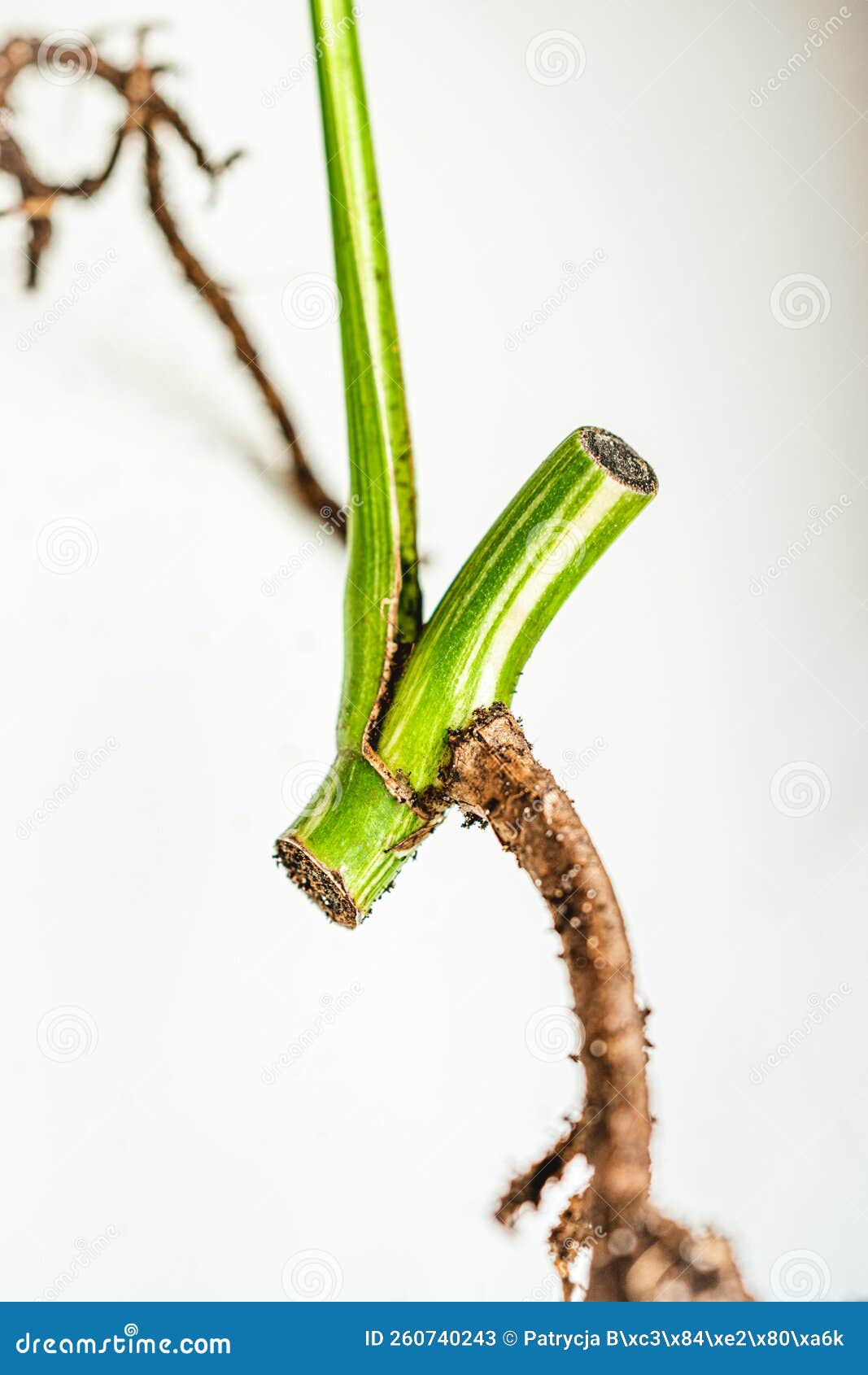 Root with a Piece of Stem. Plant Growth Cone. Variegata Stock Image ...