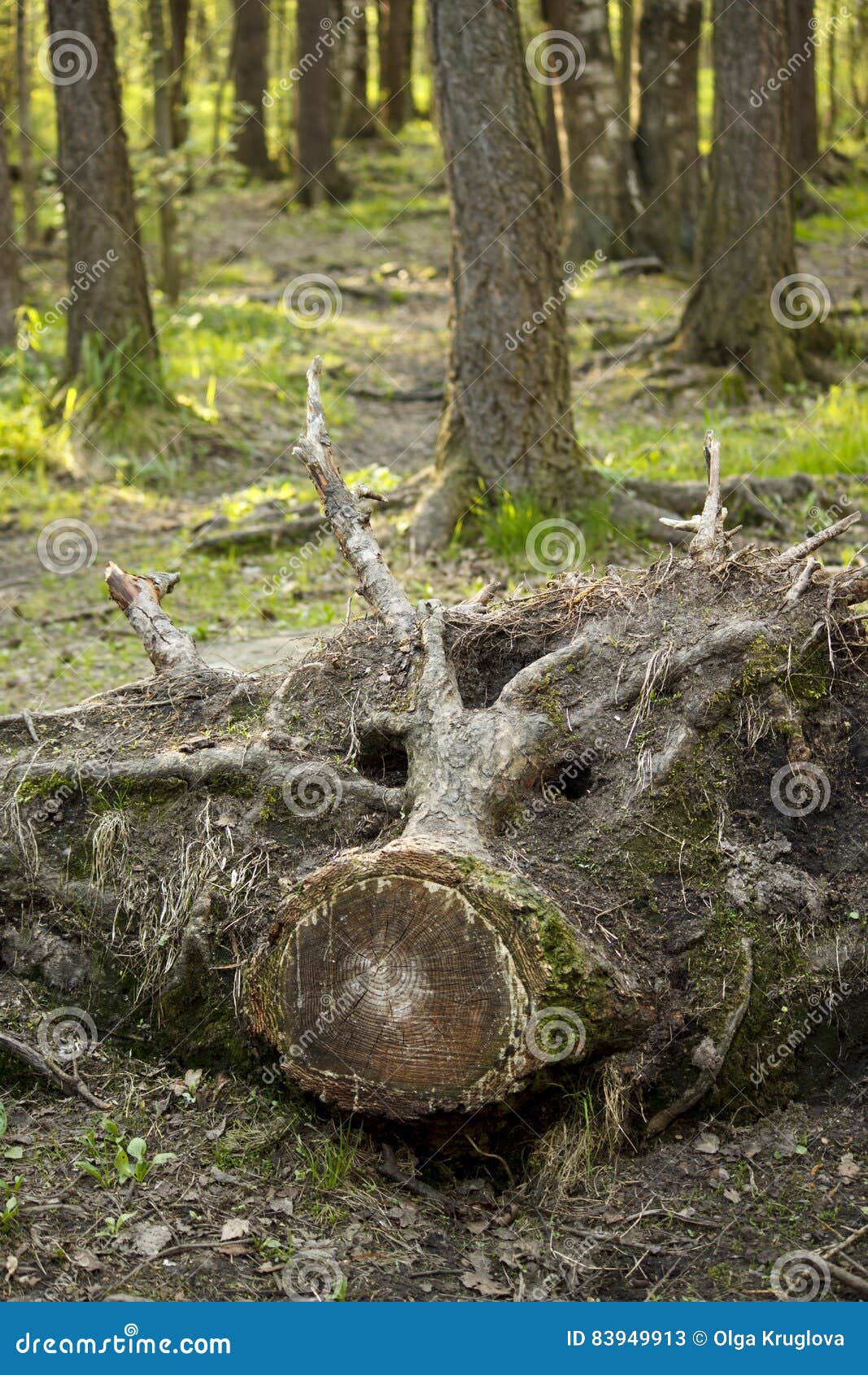 Root-pig stock image. Image of snag, branch, industry - 83949913