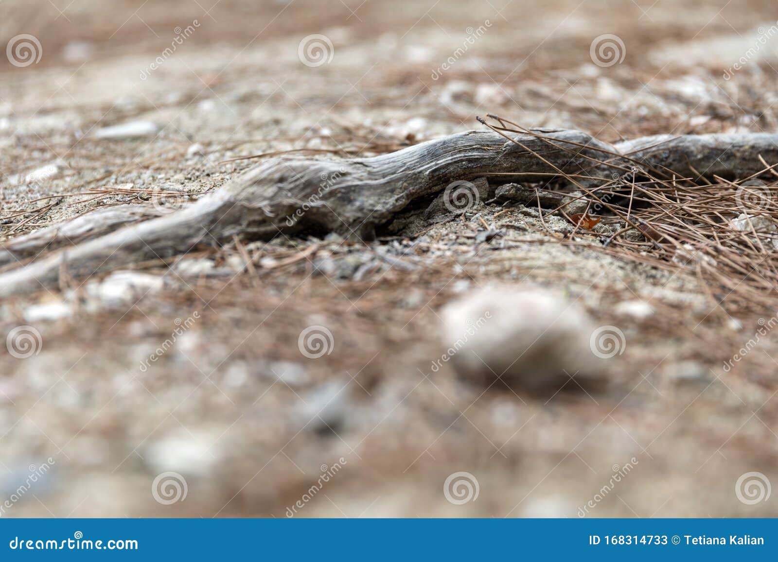 The Root Of A Pine Tree On The Ground. Root System For Plant Nutrition ...