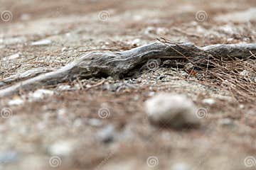 The Root of a Pine Tree on the Ground. Root System for Plant Nutrition ...