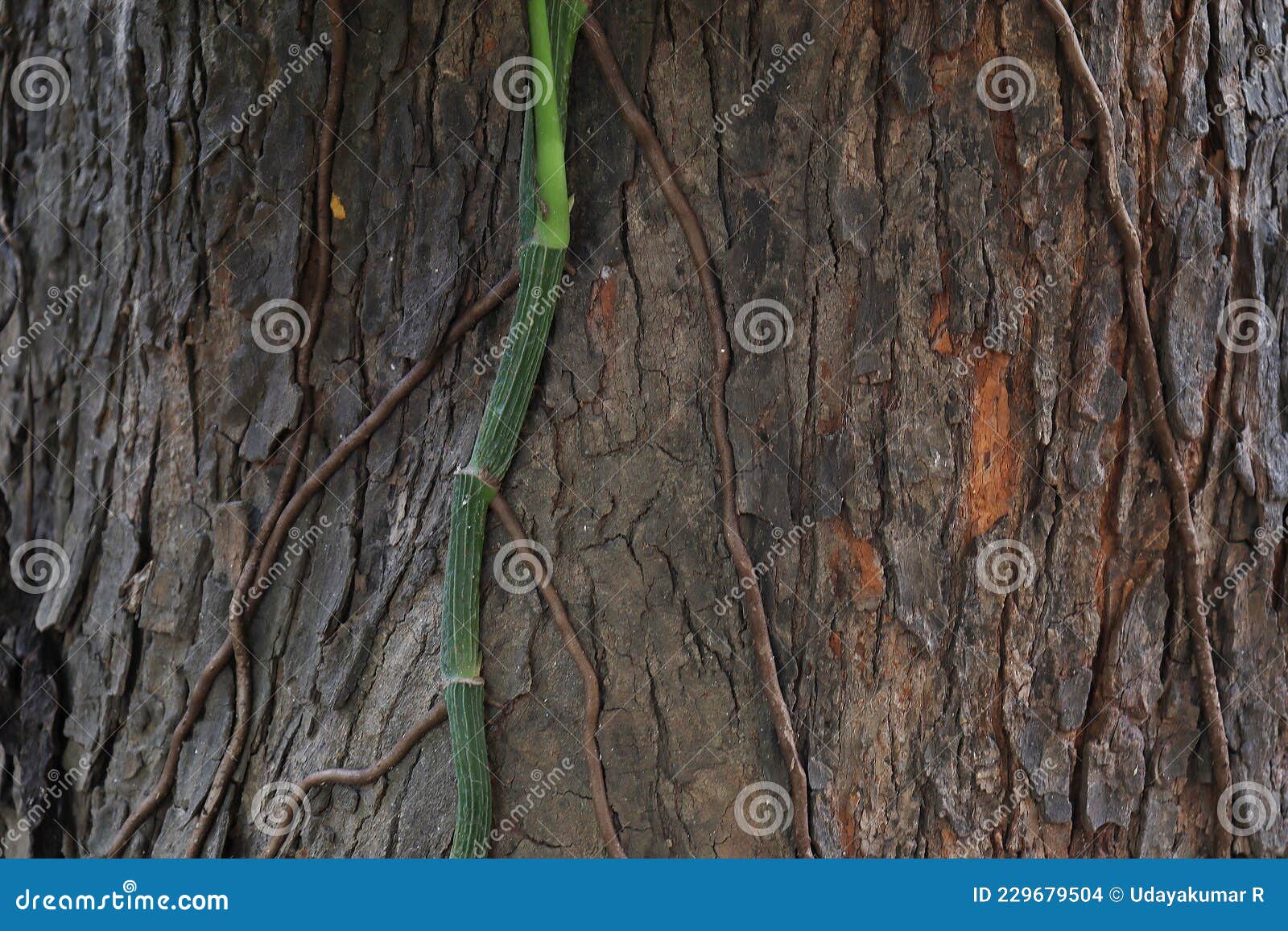 Root in the Plant Attached in the Tree Stock Photo - Image of country ...