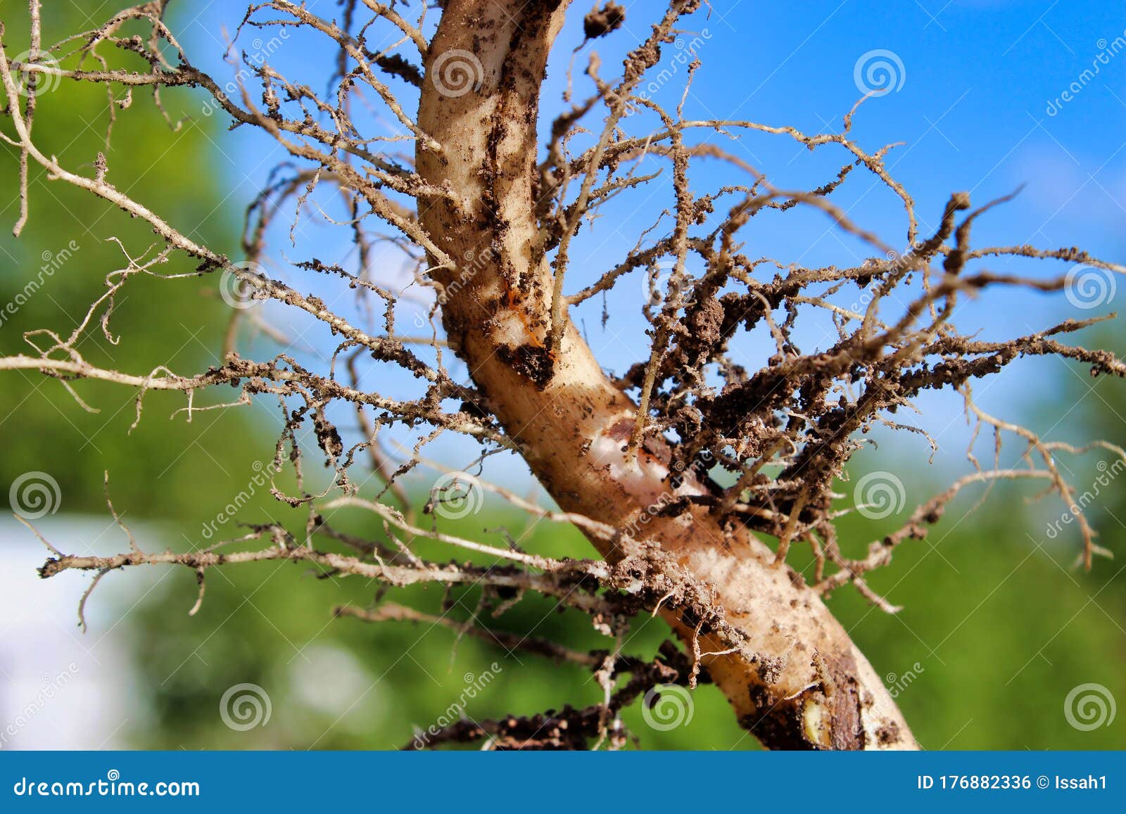 The Root of a Plant with a Complex Structure. Weed Control Stock Photo ...