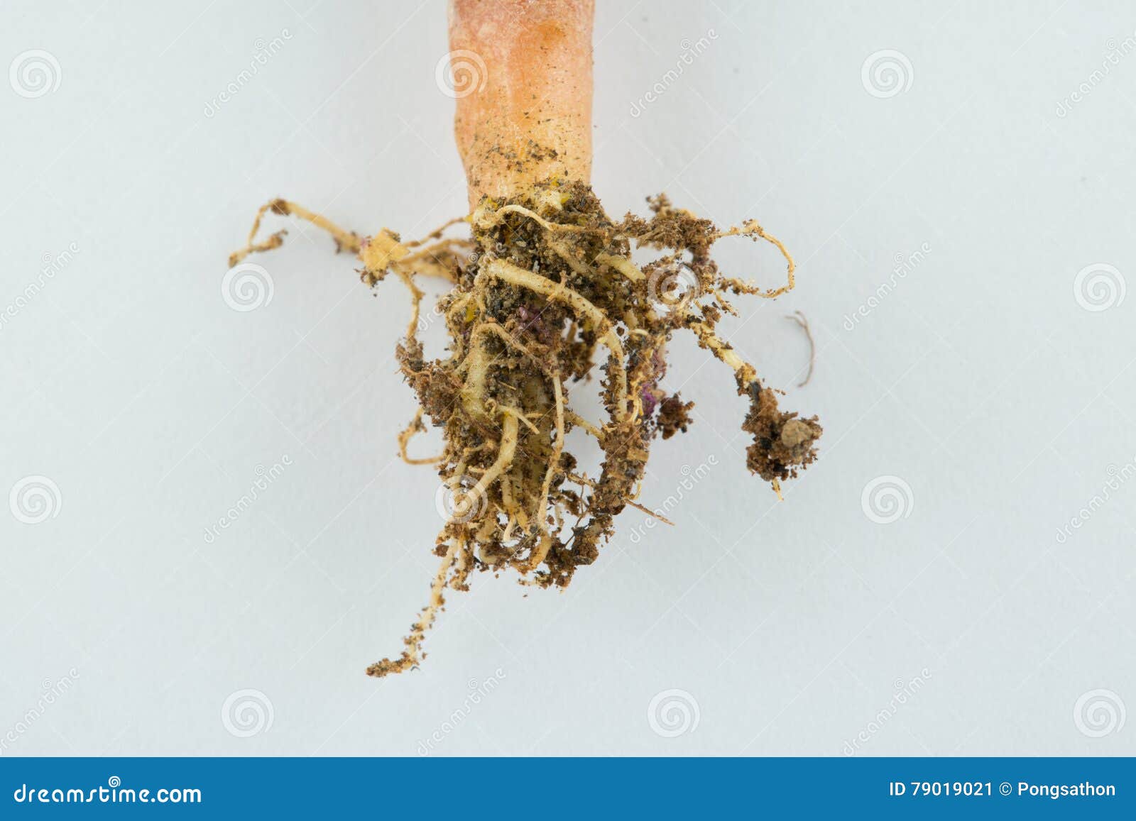 Root of plant stock image. Image of life, forest, growth - 79019021