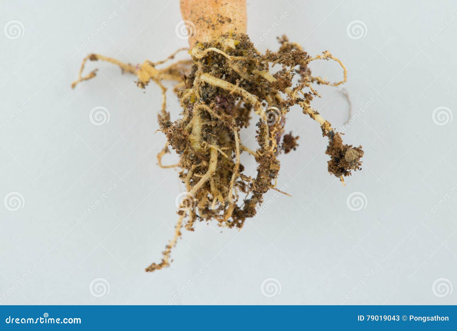 Root of plant stock image. Image of design, concept, desert - 79019043