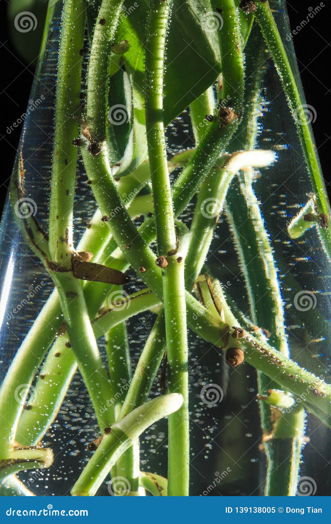 The root of the plant stock image. Image of isolated - 139138005