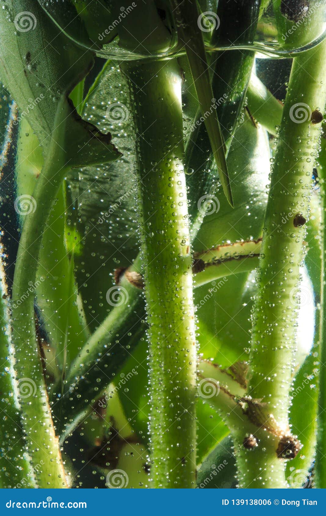 The root of the plant stock photo. Image of ecology - 139138006