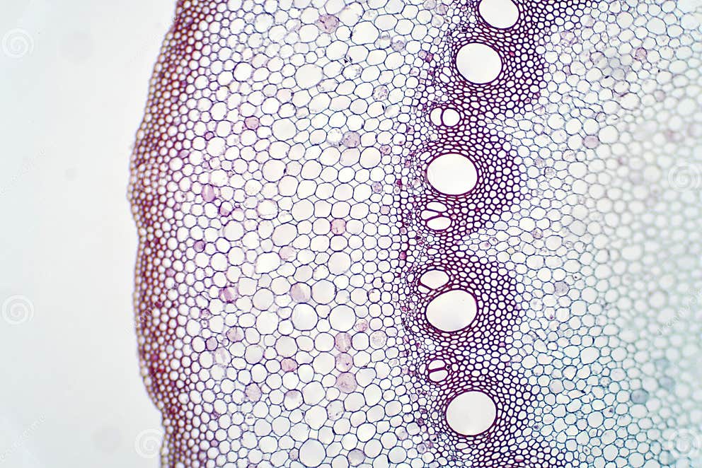 Root Plant Show Root Vascular Tissue Under Light Microscope View Stock ...