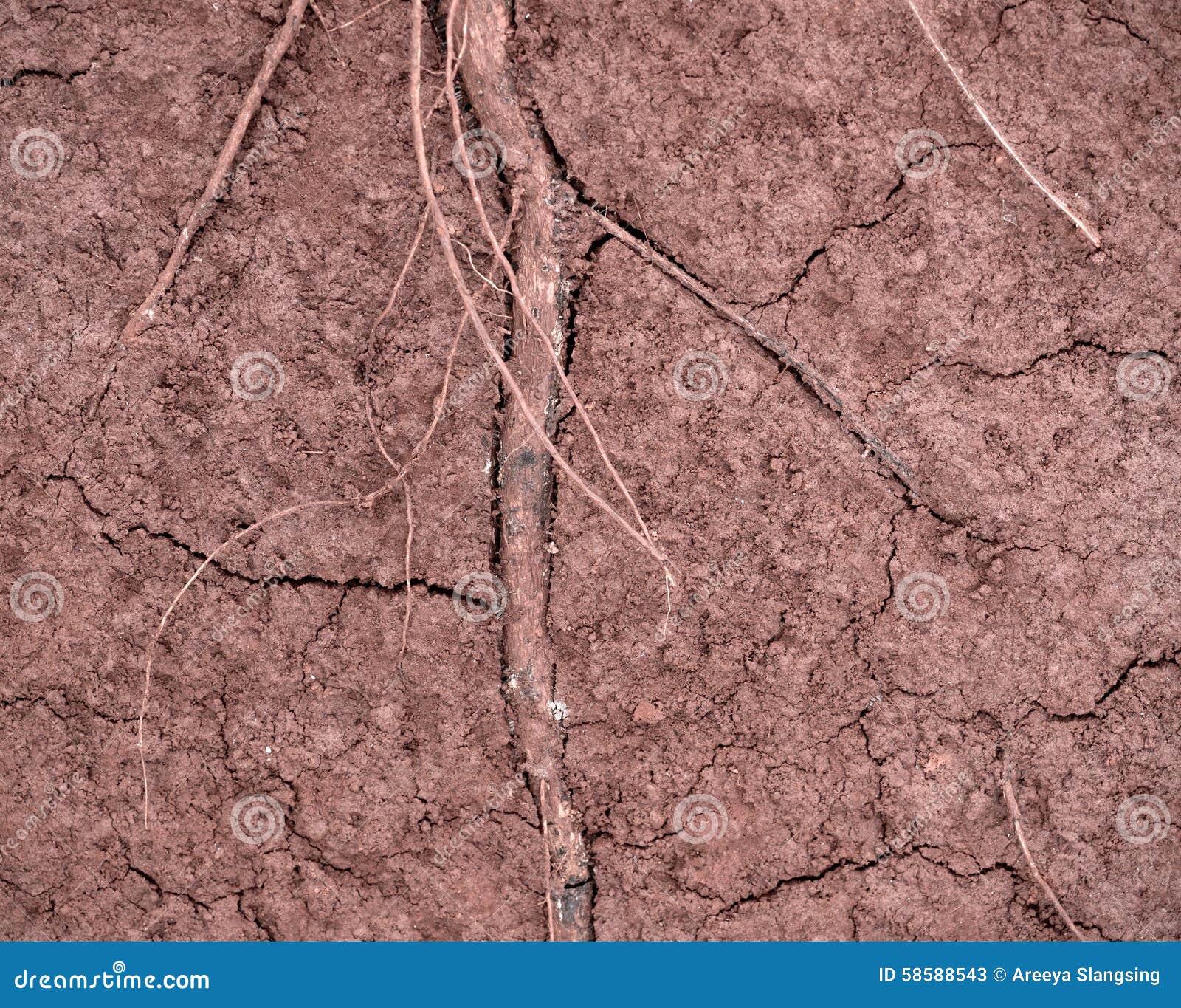 Root of Plant System in the Underground Soil Stock Image - Image of ...