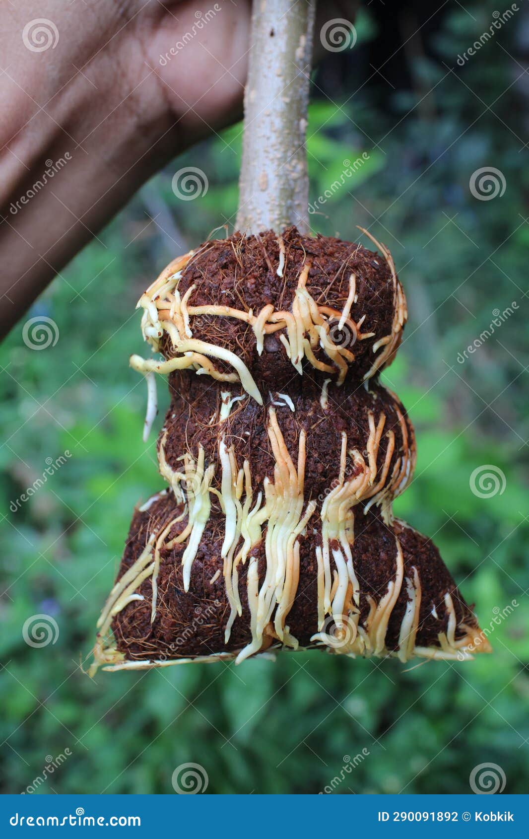 Root of Plant Which Has Been Emerged from an Air-layer Bulb.the Air ...
