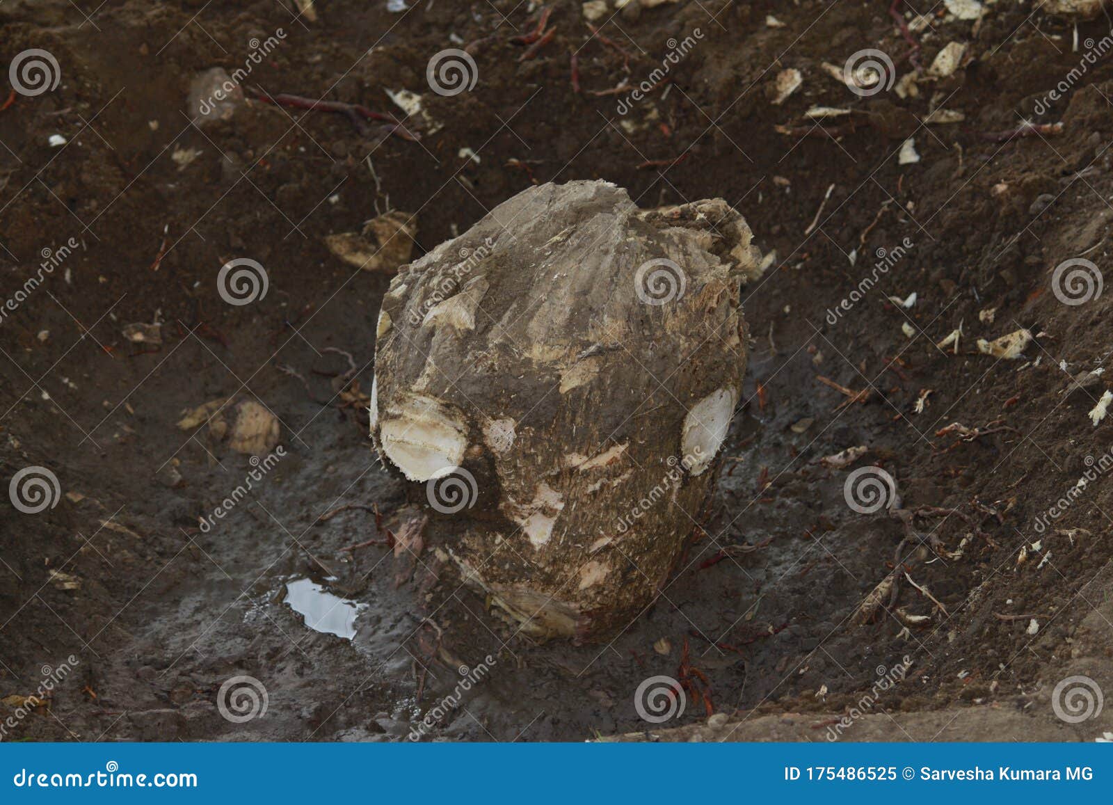 A Root Portion of a Guava Tree. a Dug Opened while Removing the Root ...