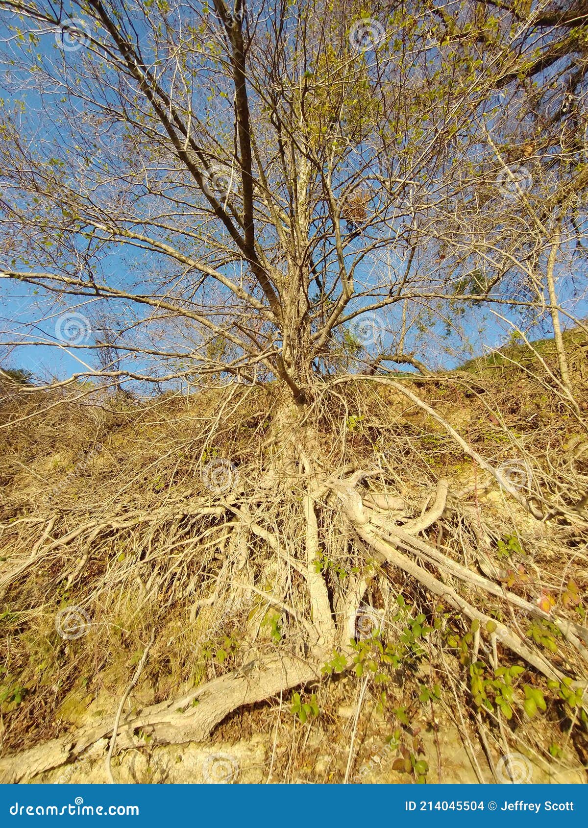 The root of the problem stock photo. Image of flower - 214045504