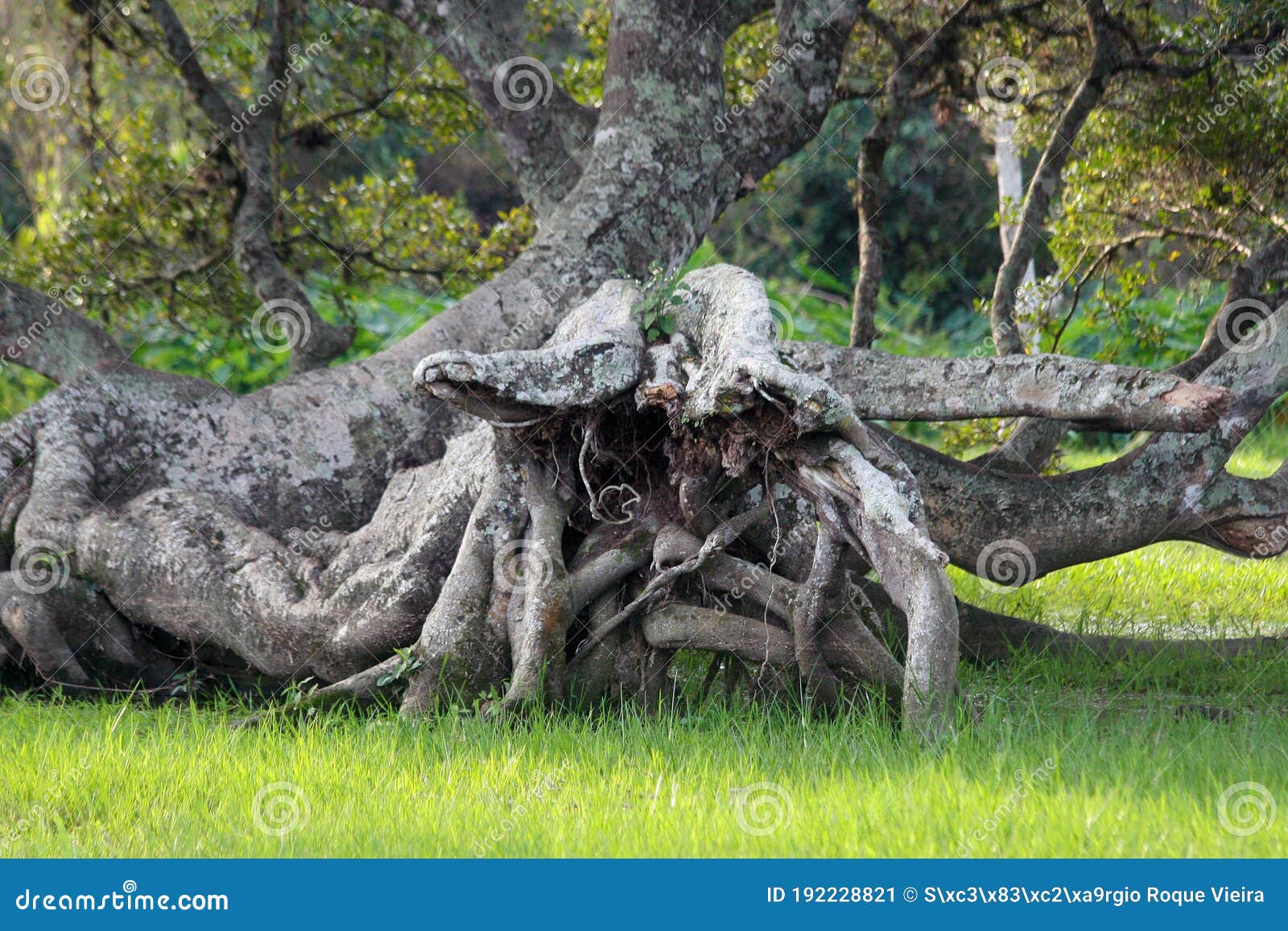 ROOT REBORN with ANGRY FACE Stock Image - Image of forest, pontal ...