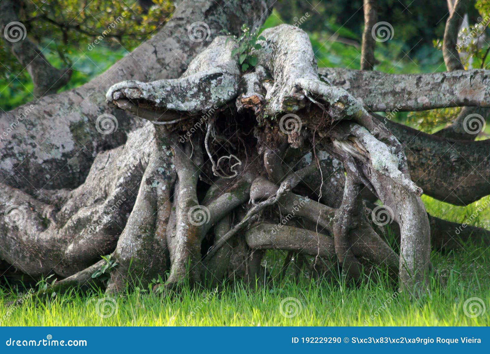 ROOT REBORN with ANGRY FACE Stock Photo - Image of lighted, face: 192229290