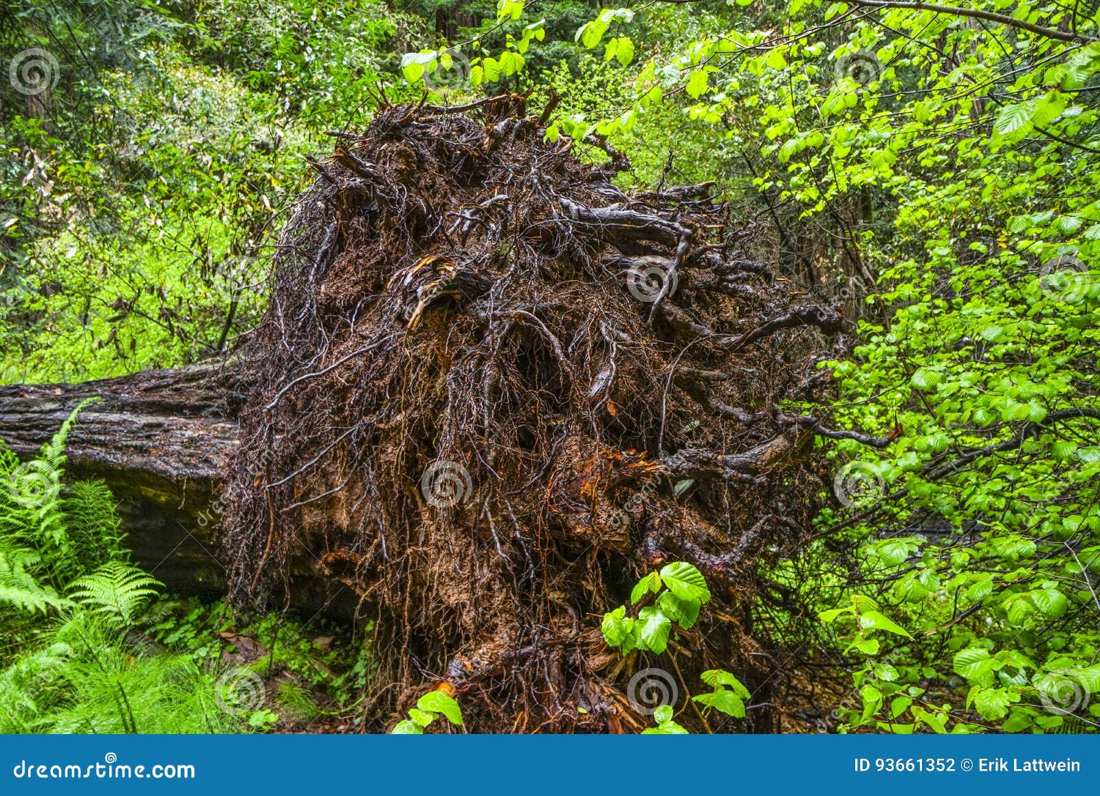 The Root of a Red Cedar Tree Stock Photo - Image of california ...