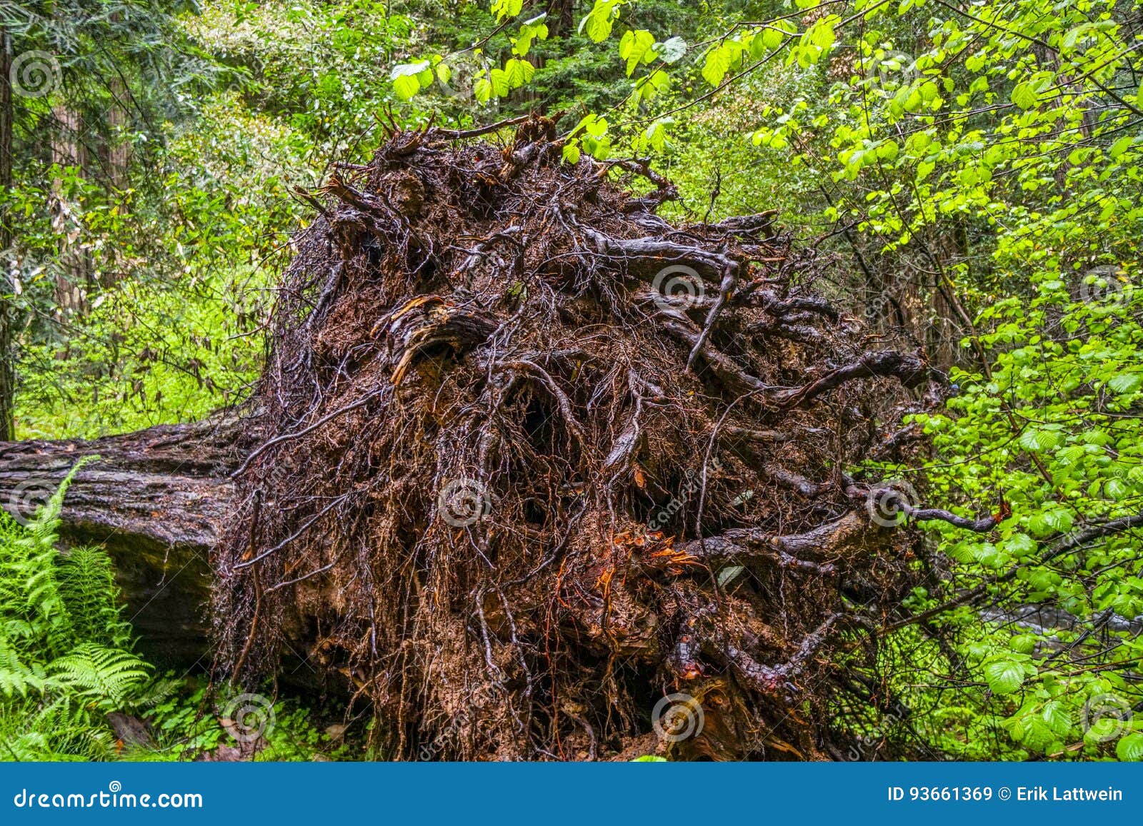 The Root of a Red Cedar Tree Stock Image - Image of vegetation, jungle ...