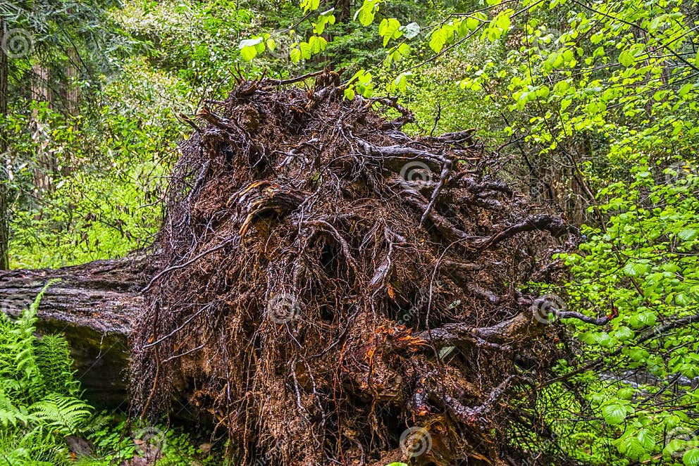 The Root of a Red Cedar Tree Stock Image - Image of vegetation, jungle ...