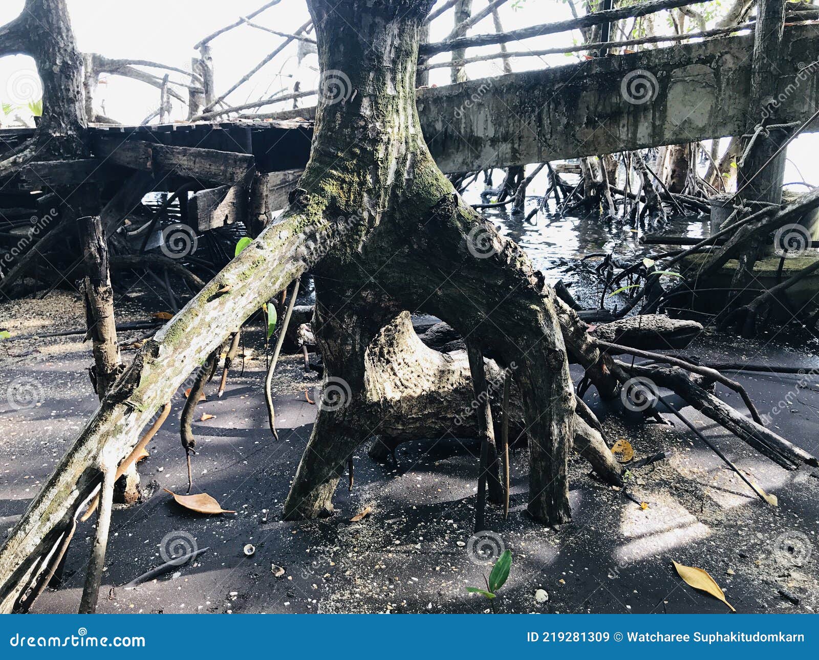 Root of Rhizophora Mucronata or Loop-root Mangrove or Red Mangrove or ...