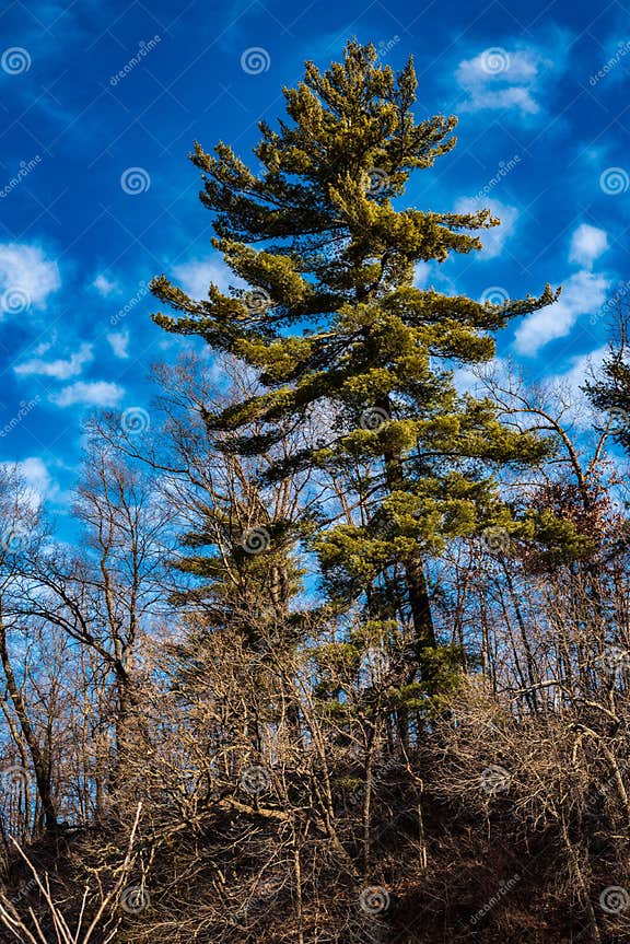 Root River in Root River Park Stock Image - Image of olmsted, minnesota ...