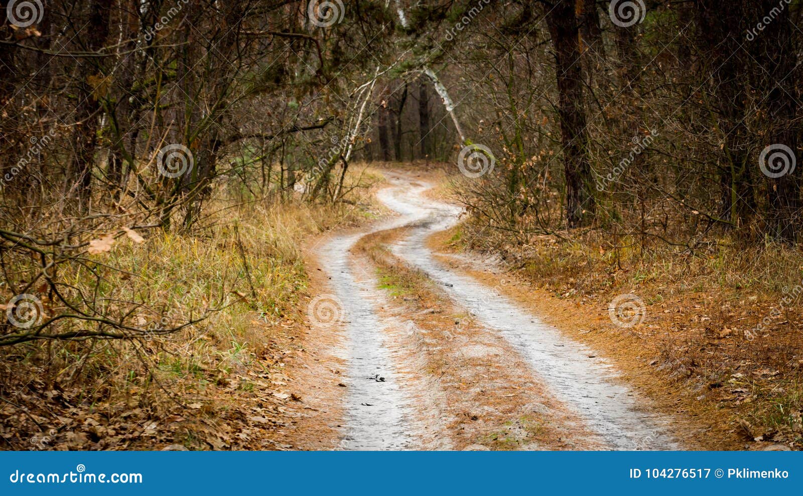 Root road in forest stock image. Image of background - 104276517
