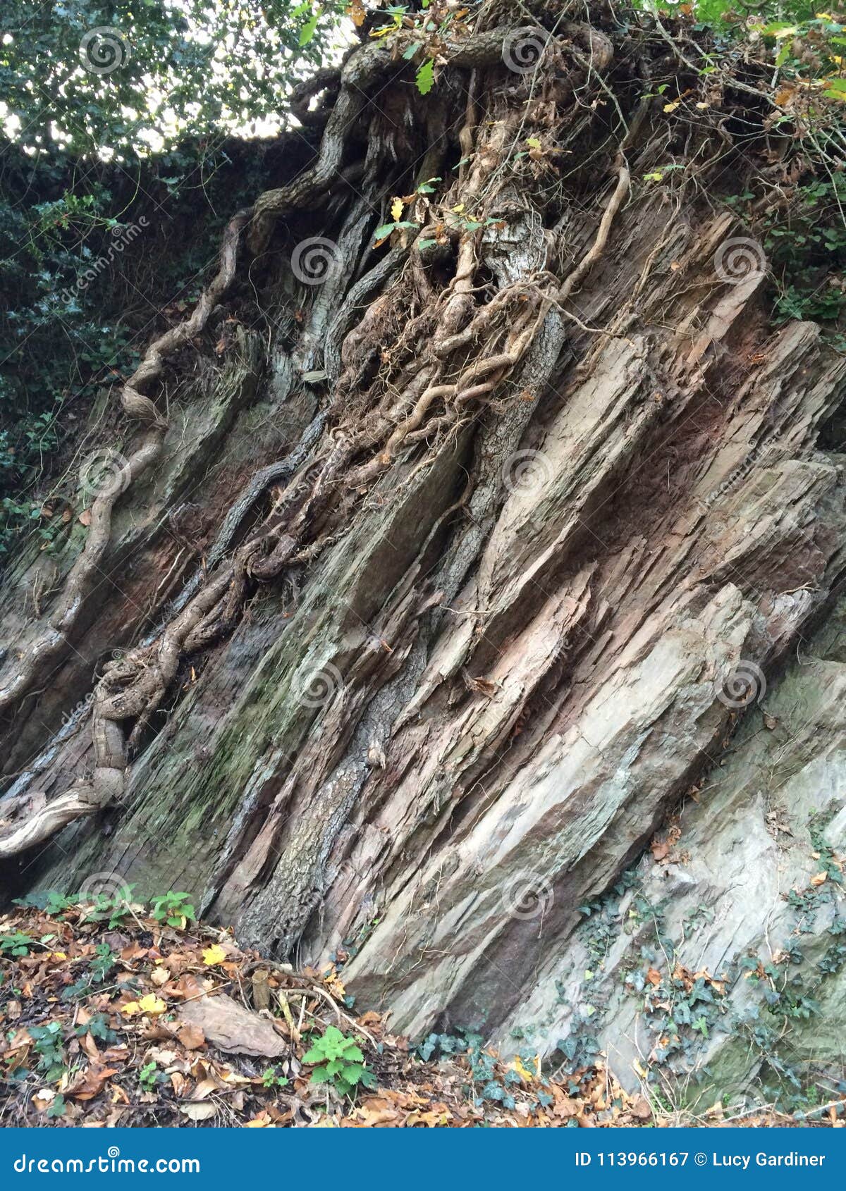 Root and rock entwined stock image. Image of rock, grey - 113966167