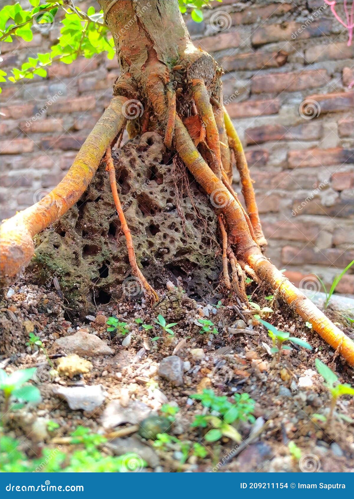 Root of the Root Upper Ground for Plenty Stock Photo - Image of root ...