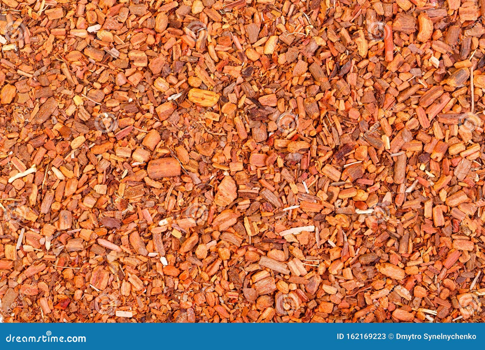 Root of Rubia Tinctorum for Medical Use Close-up. Stock Image - Image ...