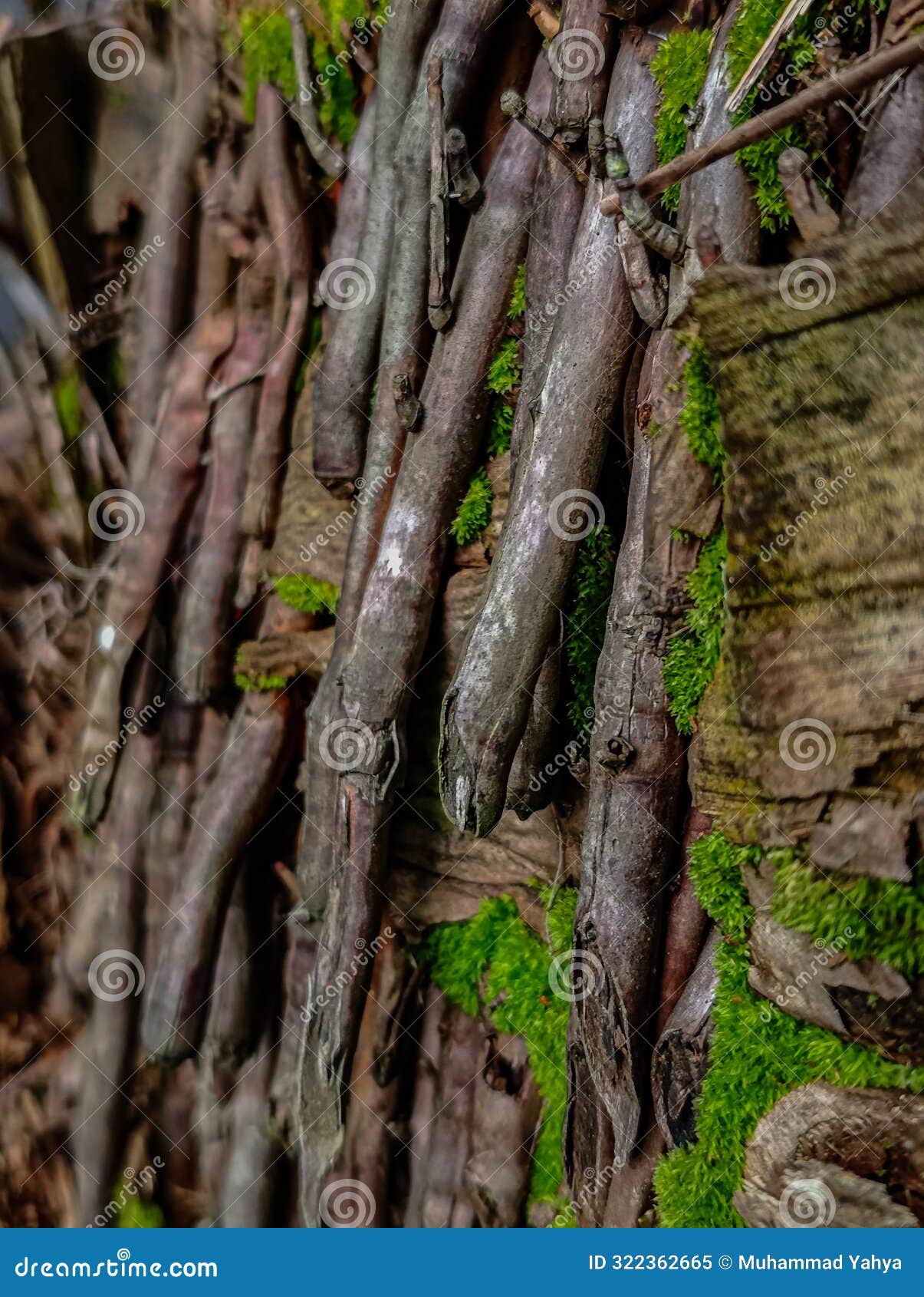 The root of the sago tree stock image. Image of botany - 322362665