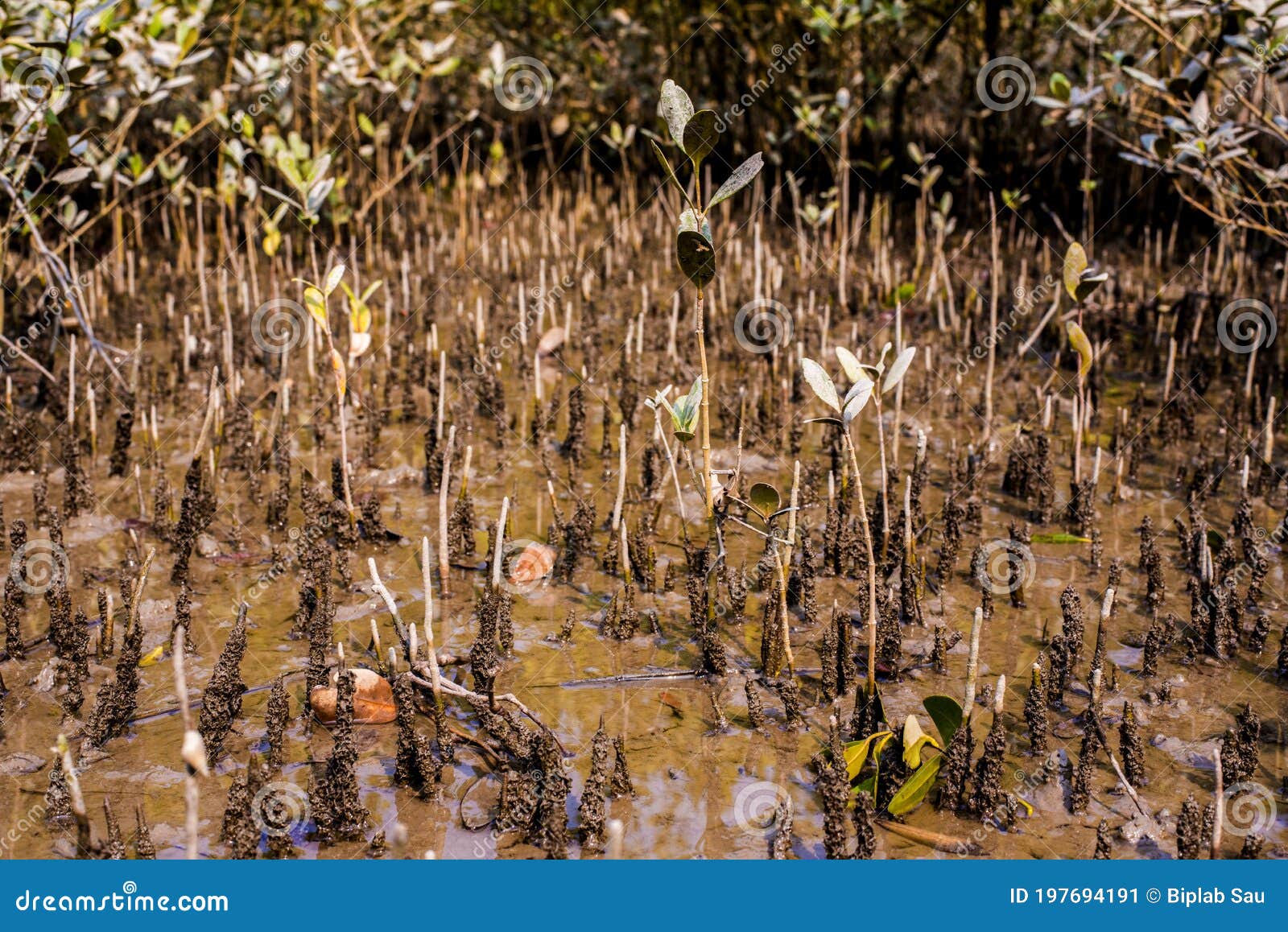 The Root of Saltwater Tree Hd Image Stock Image - Image of salt ...