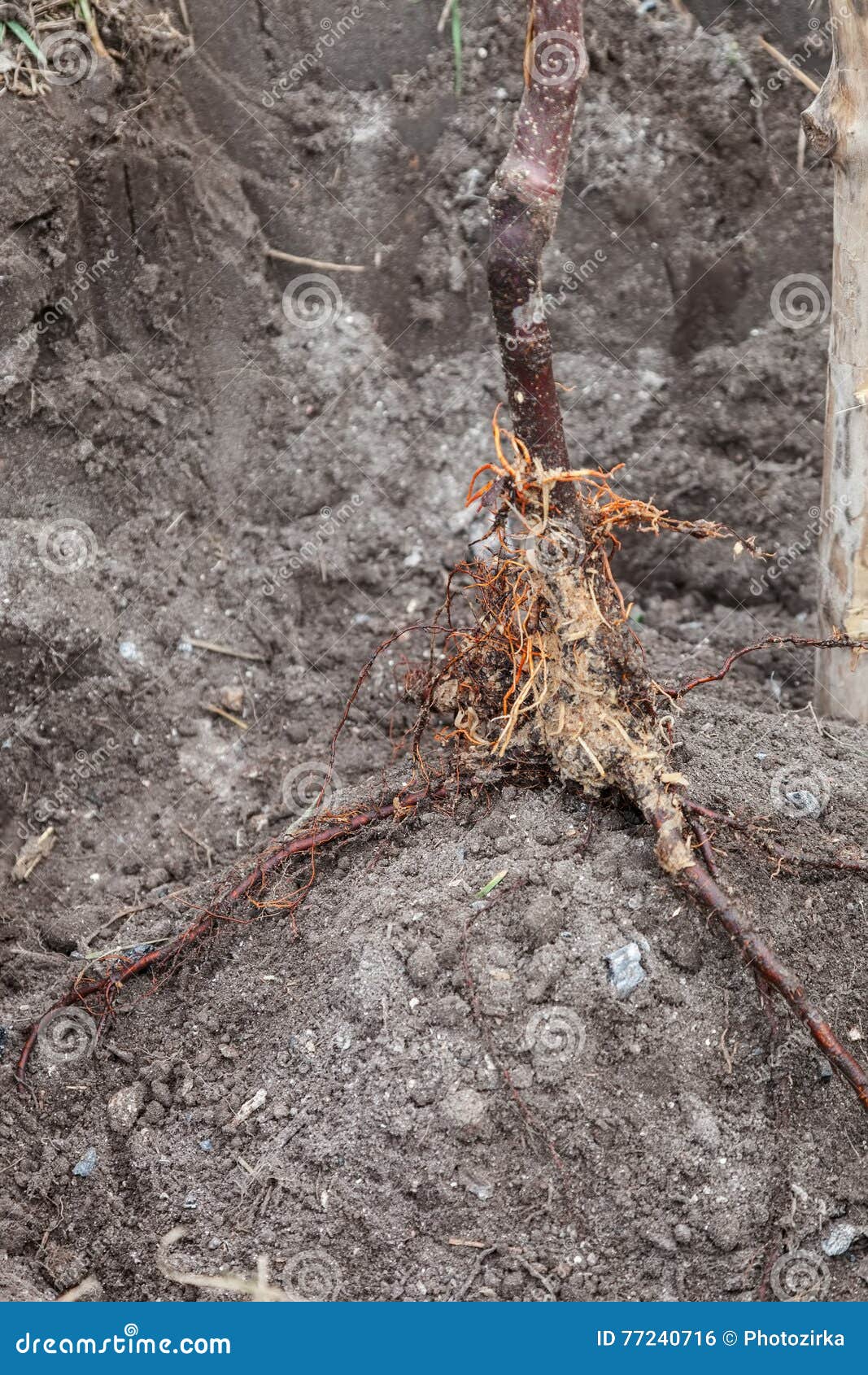 Root Sapling in Landing Pit Stock Photo - Image of autumn, nature: 77240716