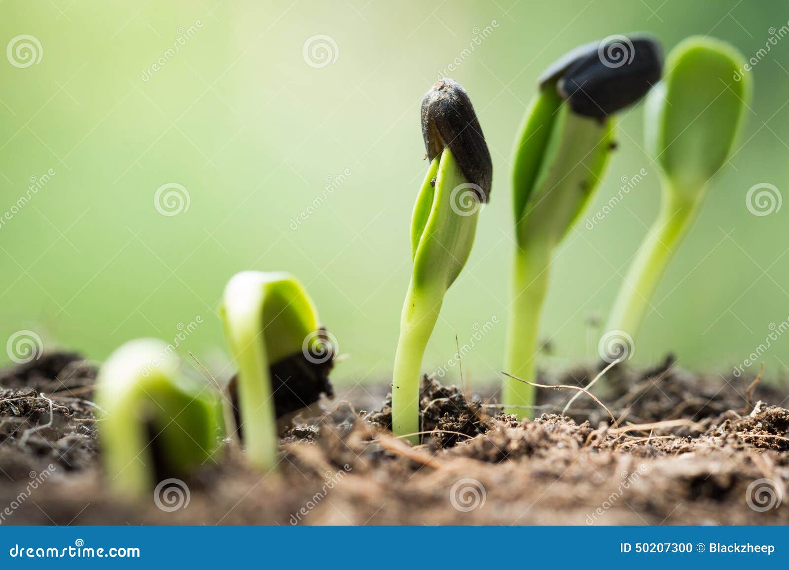 Root Seed on Soil Spring Season Stock Photo - Image of group, life ...