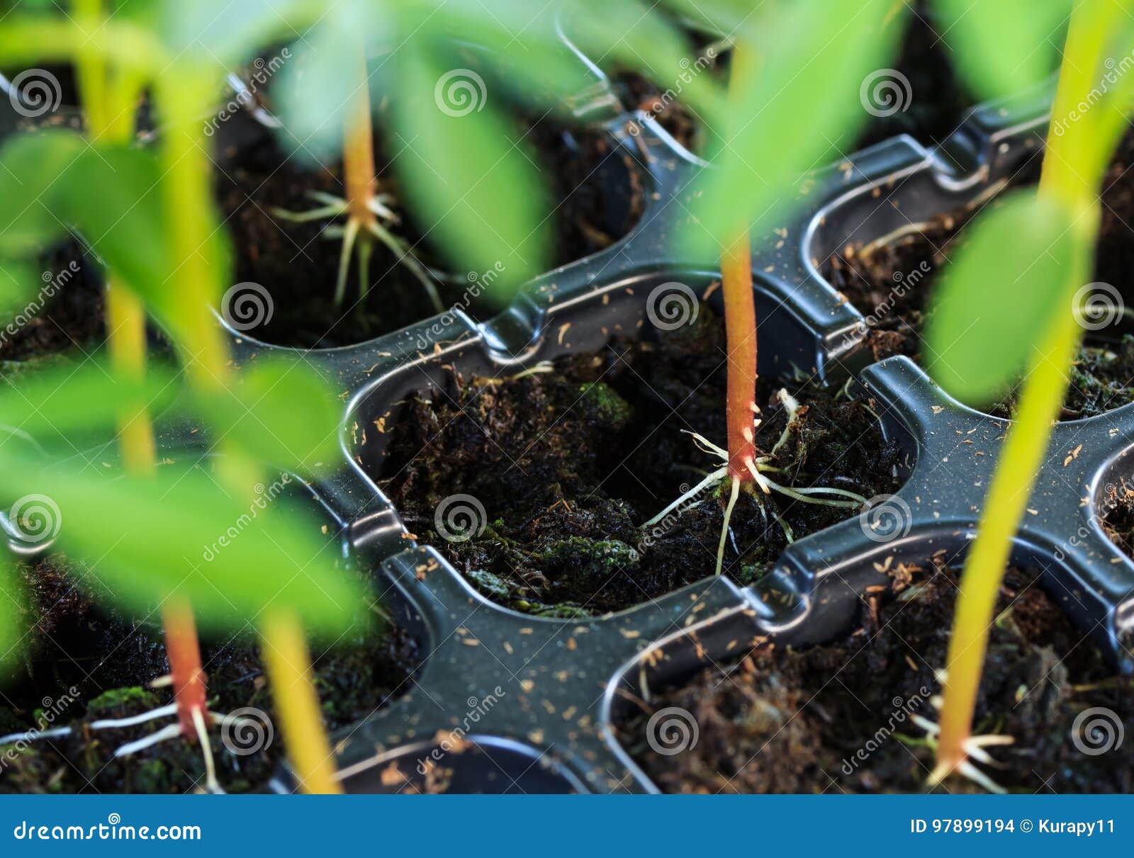 Root Seedling Marigold in Plastic Seed Tray. Stock Photo - Image of ...