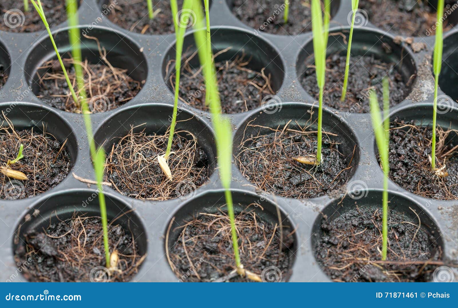 Root and seedling of rice stock image. Image of garden - 71871461