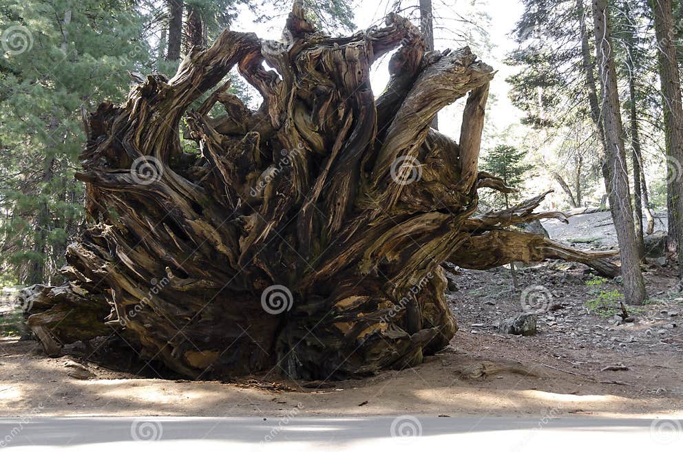 Root of a sequoia stock image. Image of tree, america - 26859687